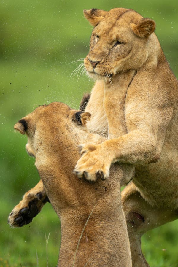 Close-up of Lioness Play Fighting with Sister Stock Image - Image of ...
