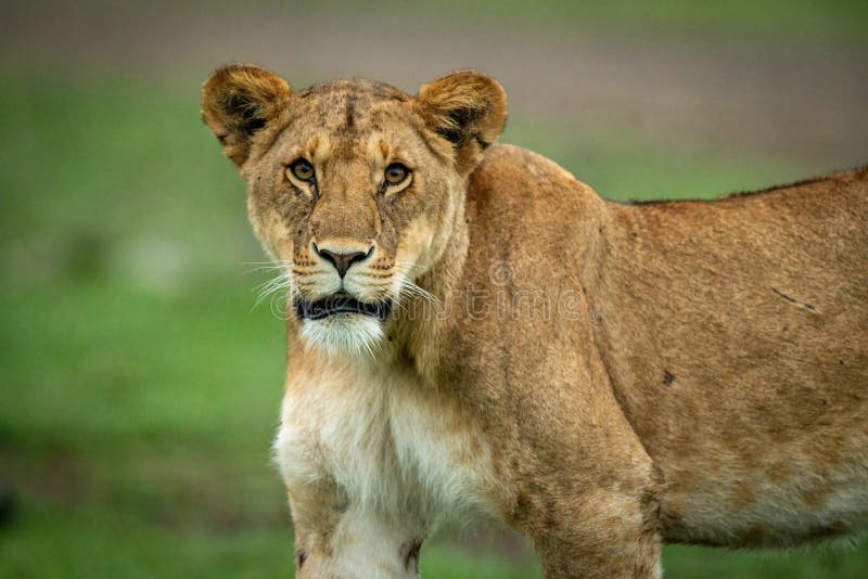 Lioness Standing stock photo. Image of watching, lion - 34962902