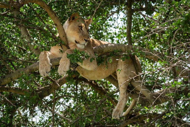 Close-up of Lioness in Tree Turning Head Stock Photo - Image of ...