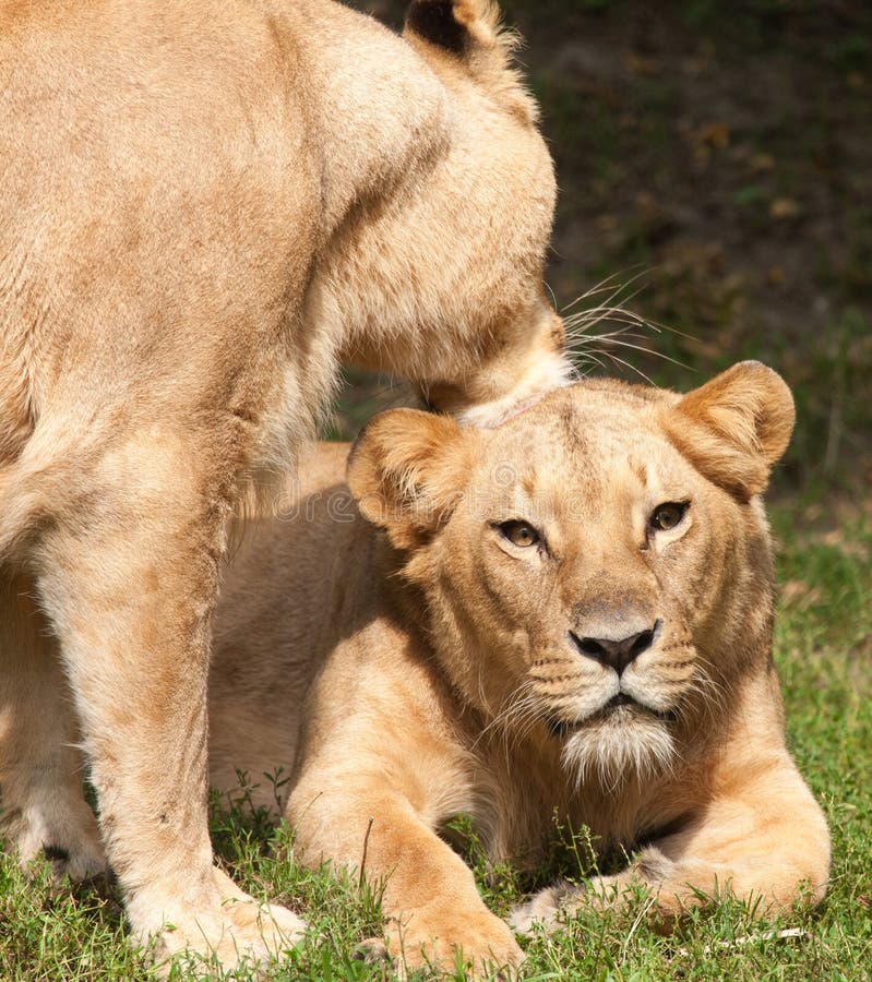 Close-up of Lionesses stock photo. Image of park, game - 26273000