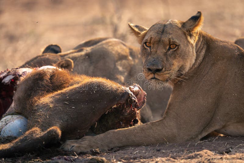 Close-up of Lionesses Lying Eating Buffalo Carcase Stock Photo - Image ...
