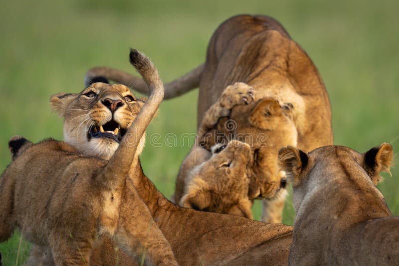 Close-up of Lionesses Play Fighting with Cubs Stock Photo - Image of ...