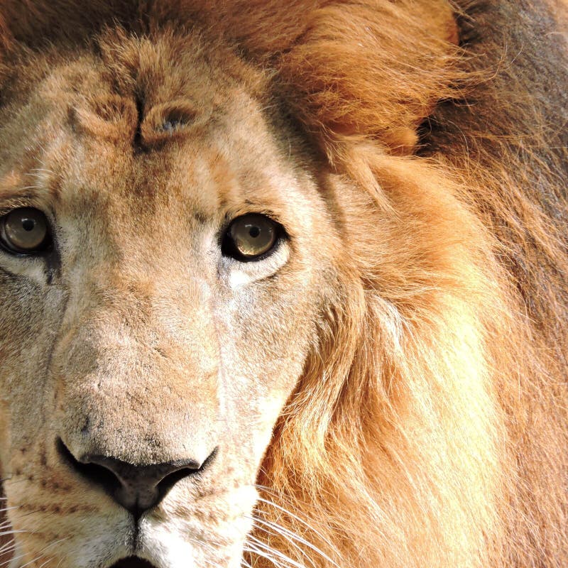 Lions face stock photo. Image of eyes, power, calm, nose - 4229384