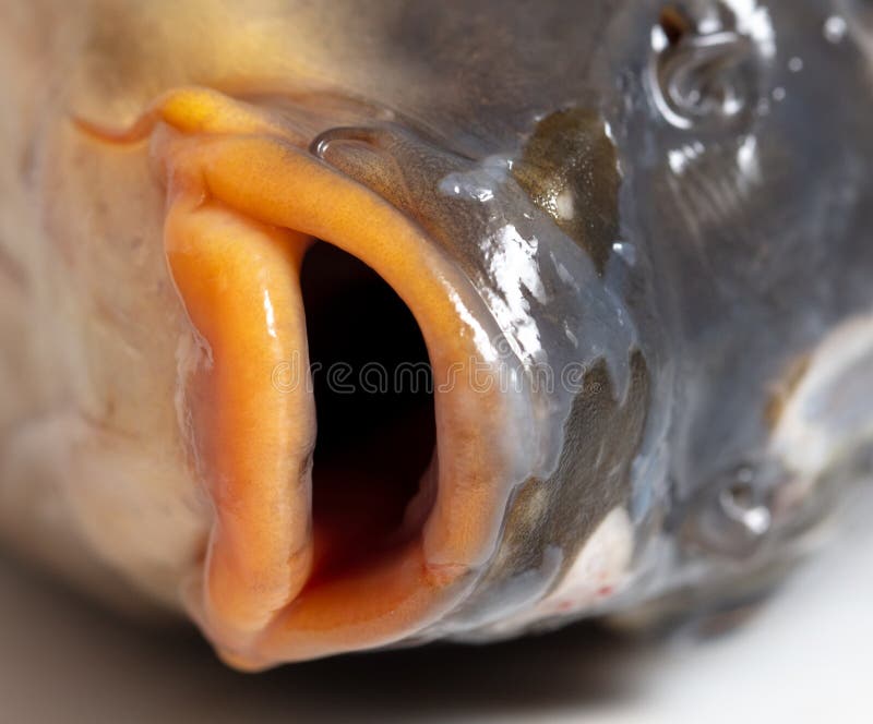 Close-up of the Lips of a Carp Fish. Macro Stock Image - Image of scale ...