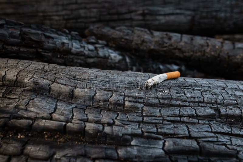 Cigarette on a Black Tree Surface in a Burned Forest Stock Photo ...