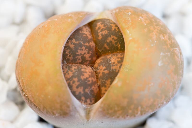 Close-up of Lithops. Lithops is a Genus of Succulent Plants in the Ice ...