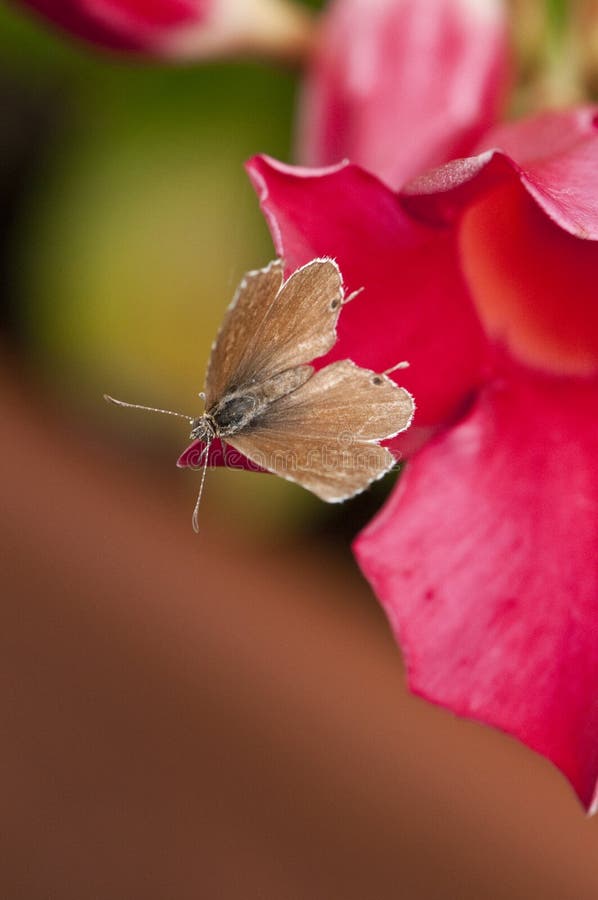 Close-up of a Little Brown Butterfly Stock Image - Image of flower ...