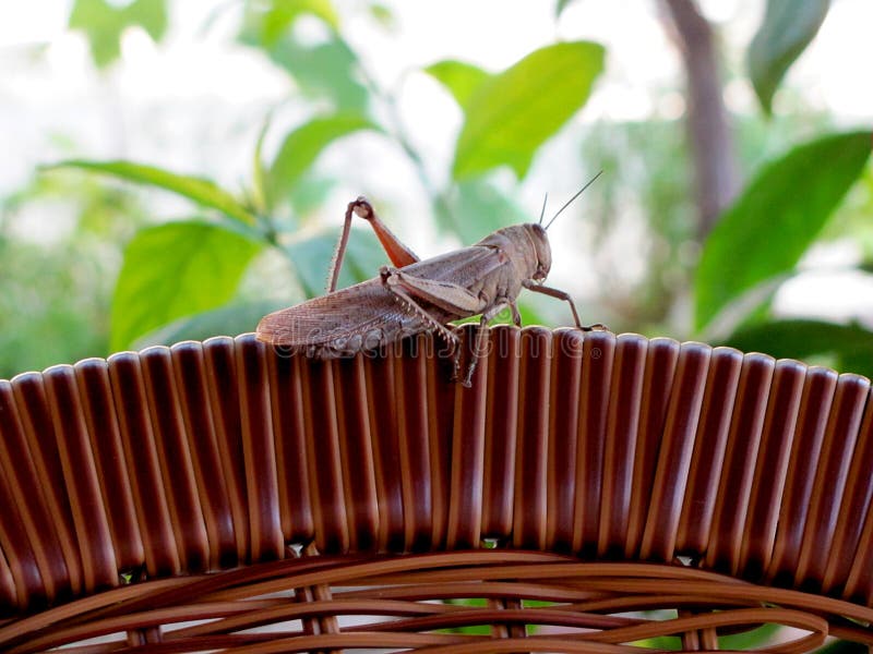 A Close Up of Cricket Insect Stock Image - Image of creature, beasts ...