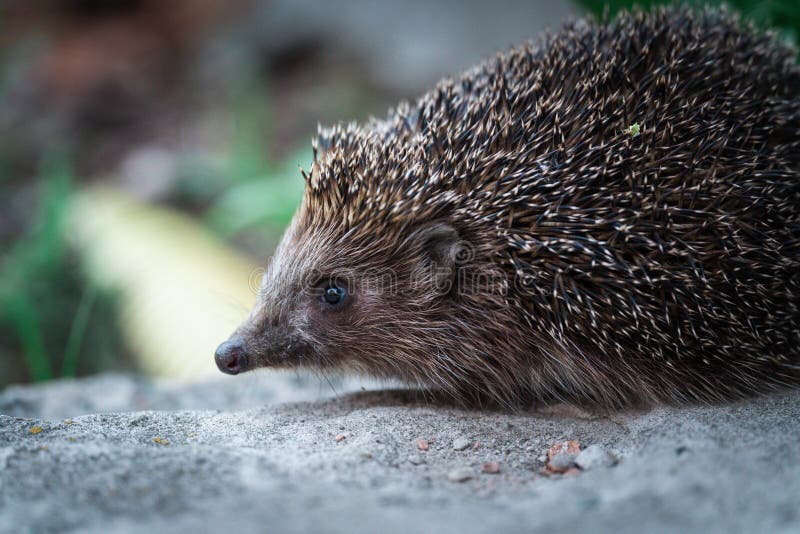 Close-up Little Hedgehog in Home Garden Stock Image - Image of hedgehog ...