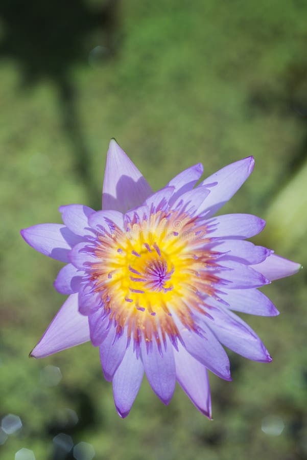 Close Up Little Lotus Flower Stock Image - Image of nucifera, aquatic ...