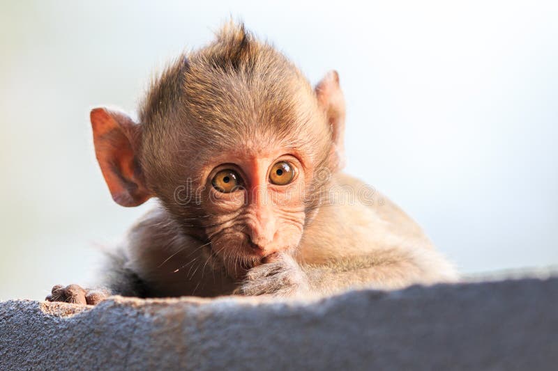 Close-up of Little Monkey (Crab-eating Macaque) Stock Photo - Image of ...