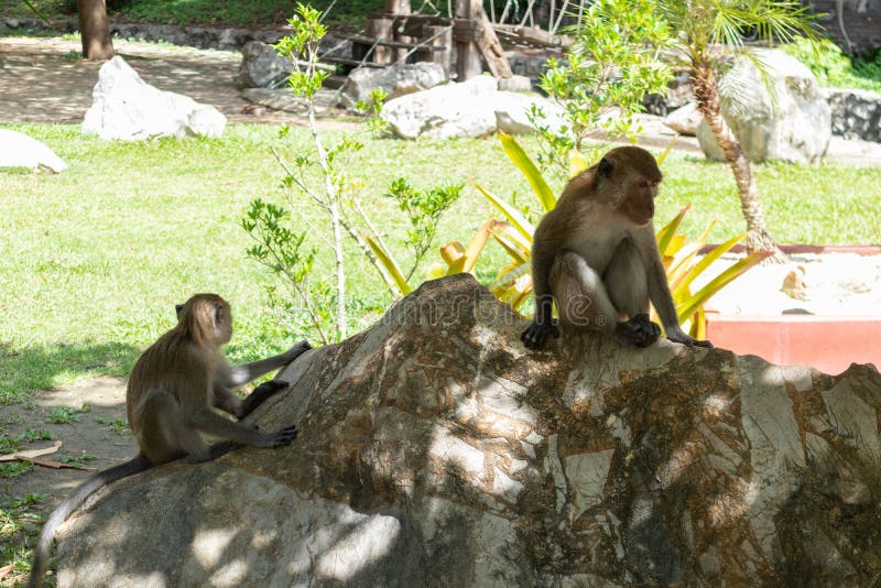 Little Monkey Playing Around at Phatthalung, Thailand Stock Photo ...