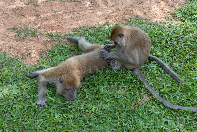 Little Monkey Playing Around at Phatthalung, Thailand Stock Photo ...