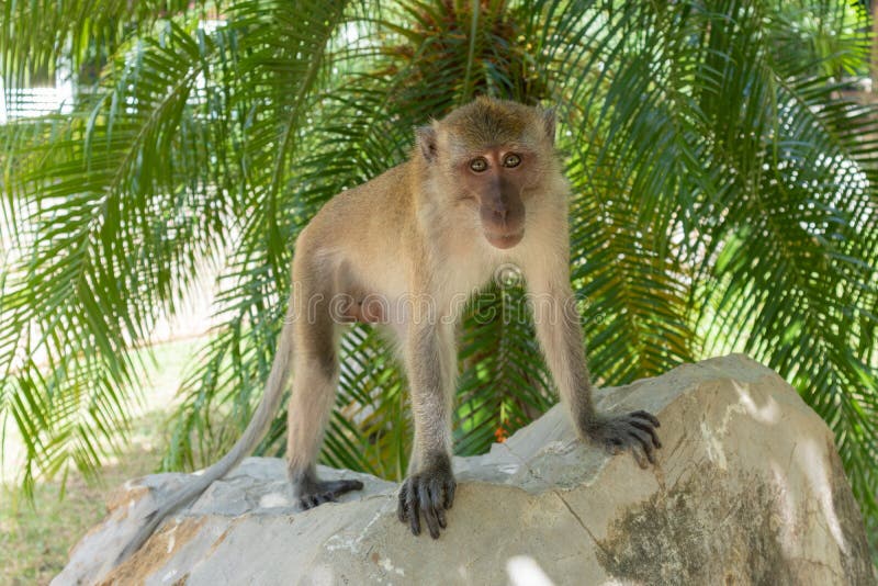 Little Monkey Playing Around at Phatthalung, Thailand Stock Photo ...