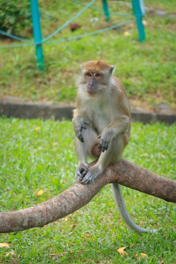 Close Up of a Little Monkey Sitting Stock Photo - Image of gate, door ...