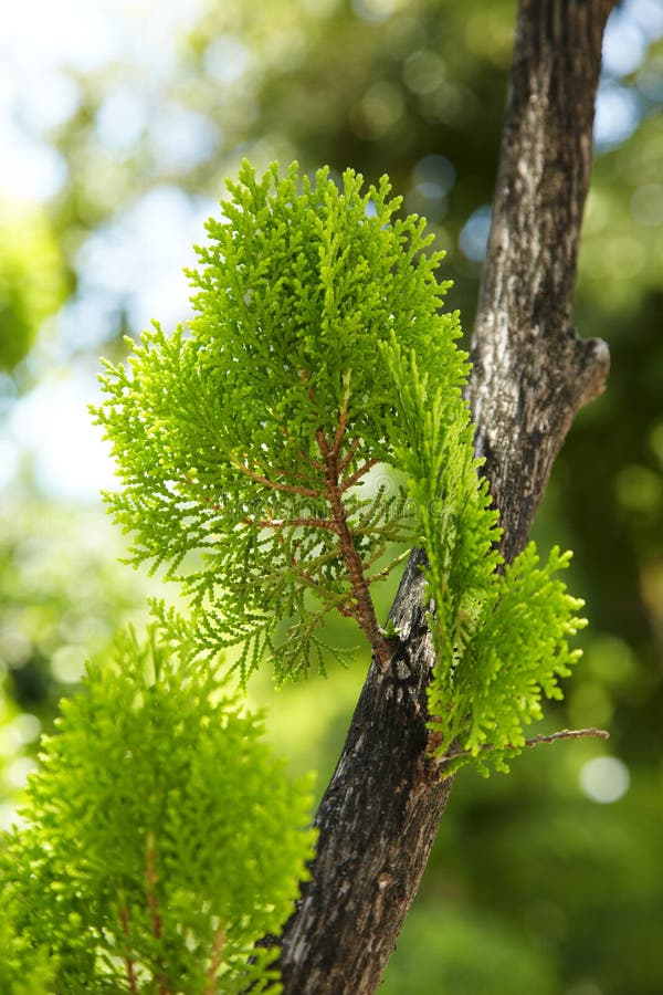 Close up little pine tree stock photo. Image of forest - 41273932