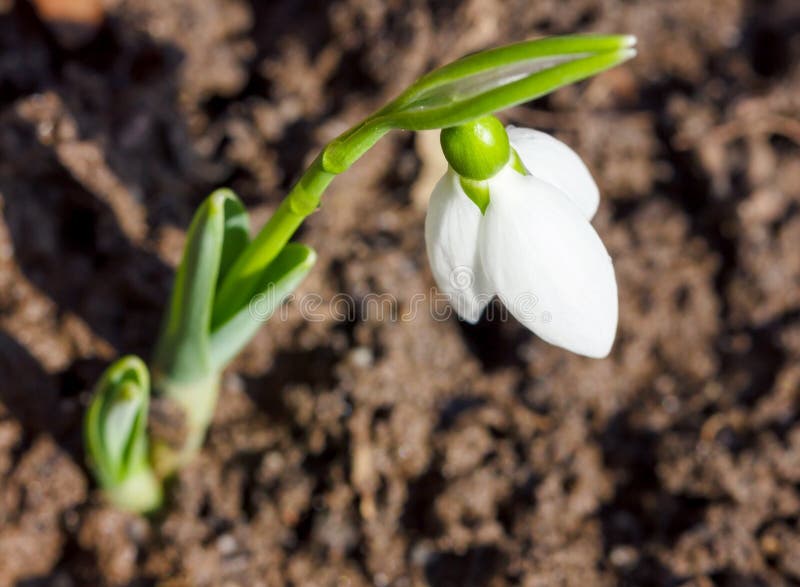 Close-up of Little Snowdrop in Spring Season Stock Photo - Image of ...