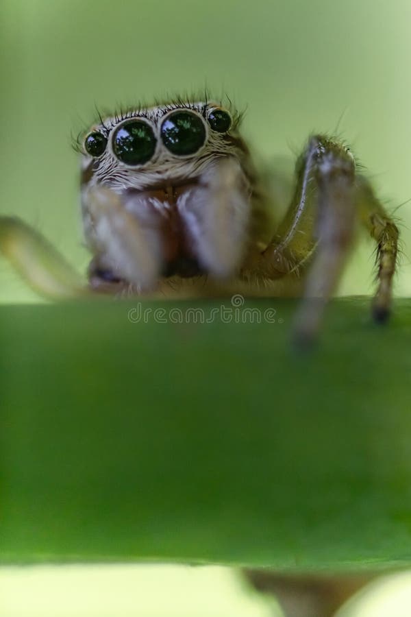 Close-up of a Little Spider Stock Image - Image of yellow, amphibian ...