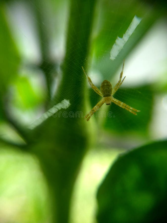 Little Spider Close-up, Resting on the Wall Stock Image - Image of ...