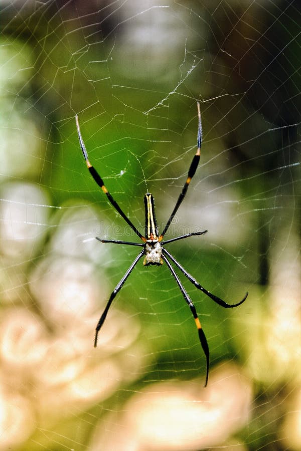 The little spider on web stock image. Image of pattern - 357581247
