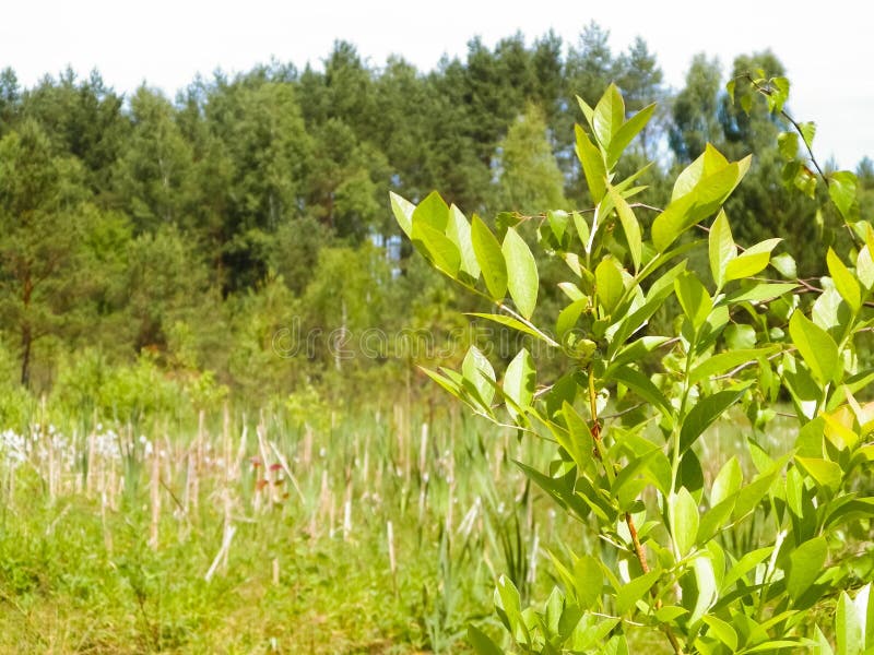 Close Up of Little Tree and Swamp in a Background Stock Photo - Image ...