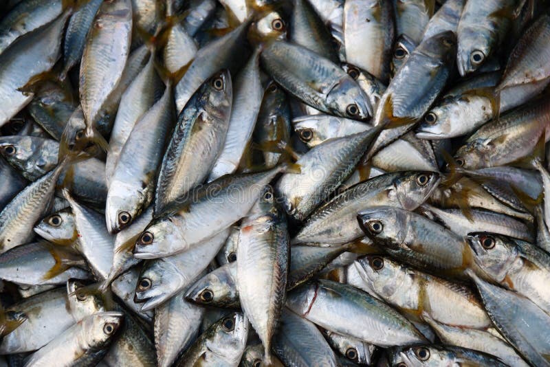 Close up little tuna stock photo. Image of fish, ingredient - 53139348