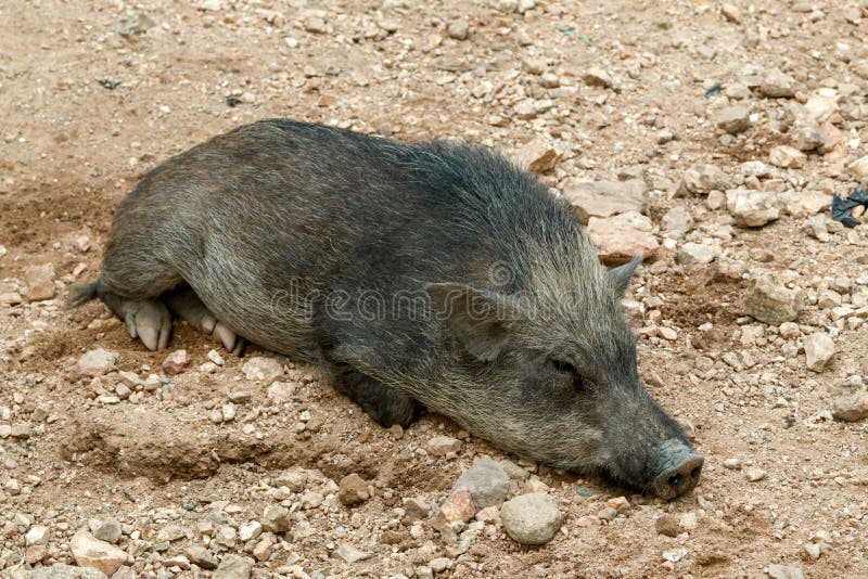 Close Up of a Little Wild Boar Lay Down and Sleeping Stock Image ...