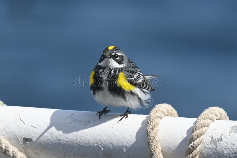 Close Up, Little Yellow Bird on Ship Stock Photo - Image of mexico ...