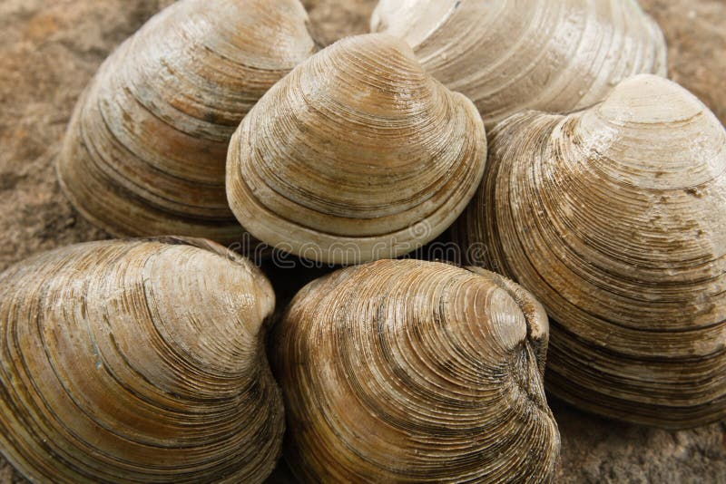 Close Up of Littleneck Clams Stock Photo - Image of fresh, closeup ...