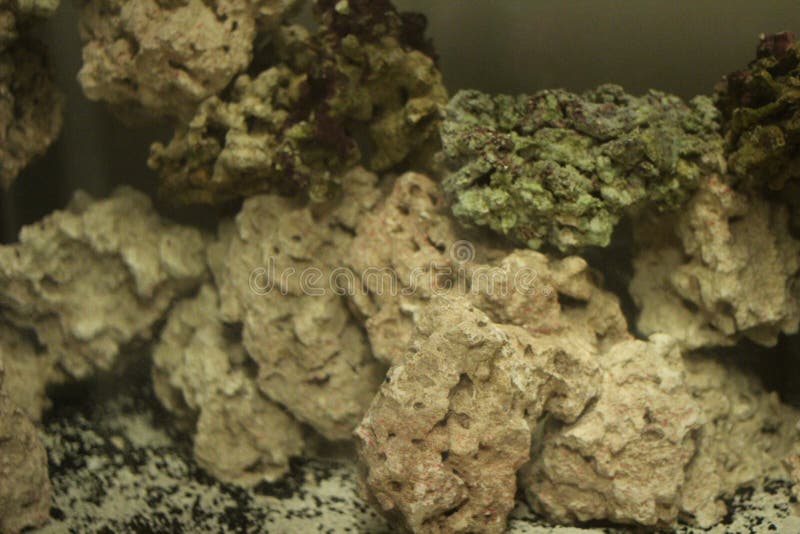 Close Up of Live Rock in Saltwater Tank Stock Photo - Image of ...