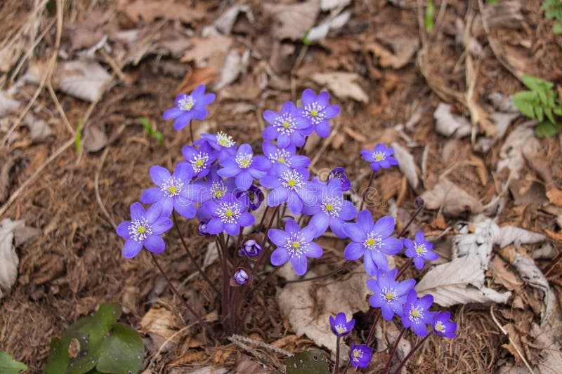 Close Up of a Liverleaf Flower Bunch in Springtime Stock Image - Image ...