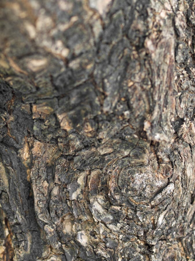 CLOSE-UP of LIVING TREE BARK Stock Photo - Image of periderm ...