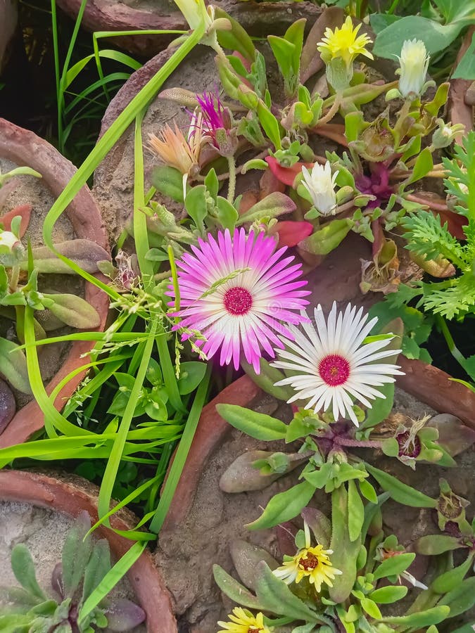 206 Livingstone Daisy Stock Photos - Free & Royalty-Free Stock Photos ...