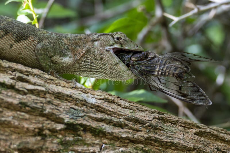 Close-up of Lizard Eating a Cicada on the Tree. Stock Image - Image of ...