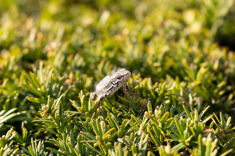 Close-up of a Lizard on the Grass Stock Photo - Image of forest, black ...