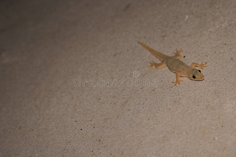 Close-up of Lizard on the House Wall. Stock Photo - Image of house ...