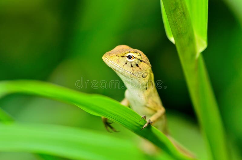 Close Up Lizard Resting on Leaf Stock Photo - Image of primitive, green ...