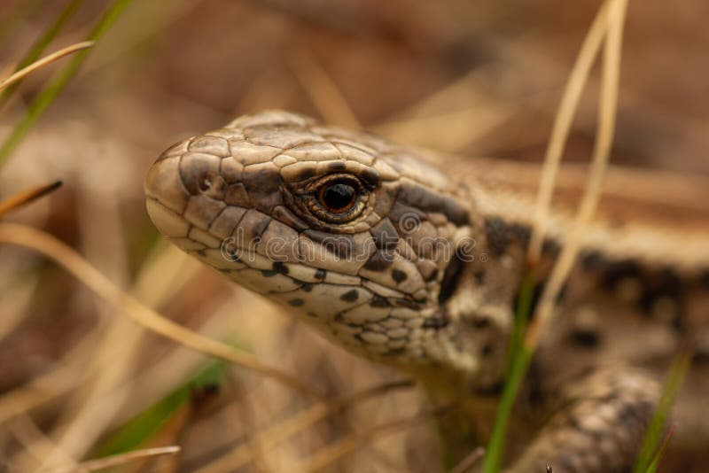 Close-up of a Lizard`s Head. Stock Photo - Image of looking, wild ...