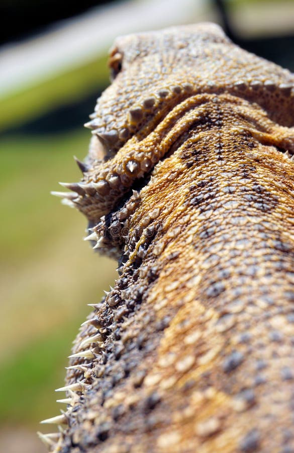 Close up of lizard stock image. Image of hues, detail - 59560841