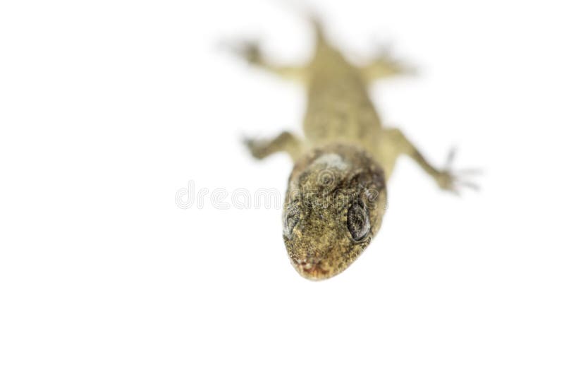 A Lizard on a White Background Stock Image - Image of fauna, colorful ...