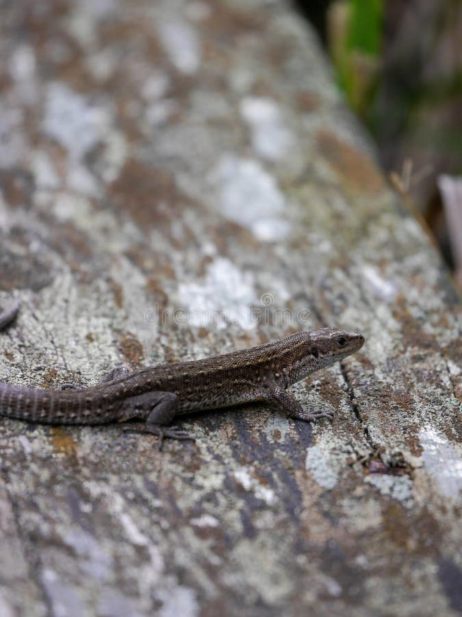 Close up of lizard on wood stock photo. Image of wildlife - 287627356