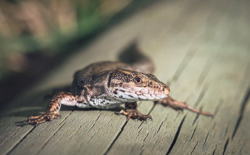 Lizard on a wooden post stock photo. Image of animal - 229169704