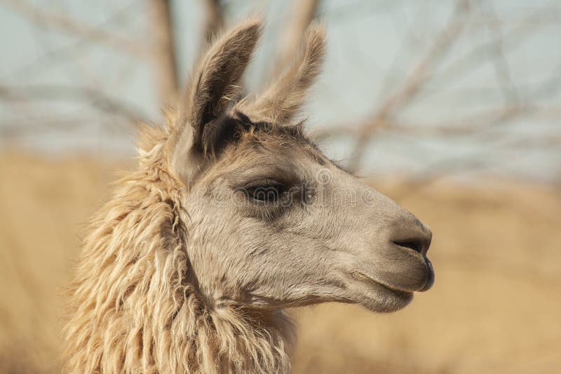 Portrait of a llama stock image. Image of people, farm - 229714563