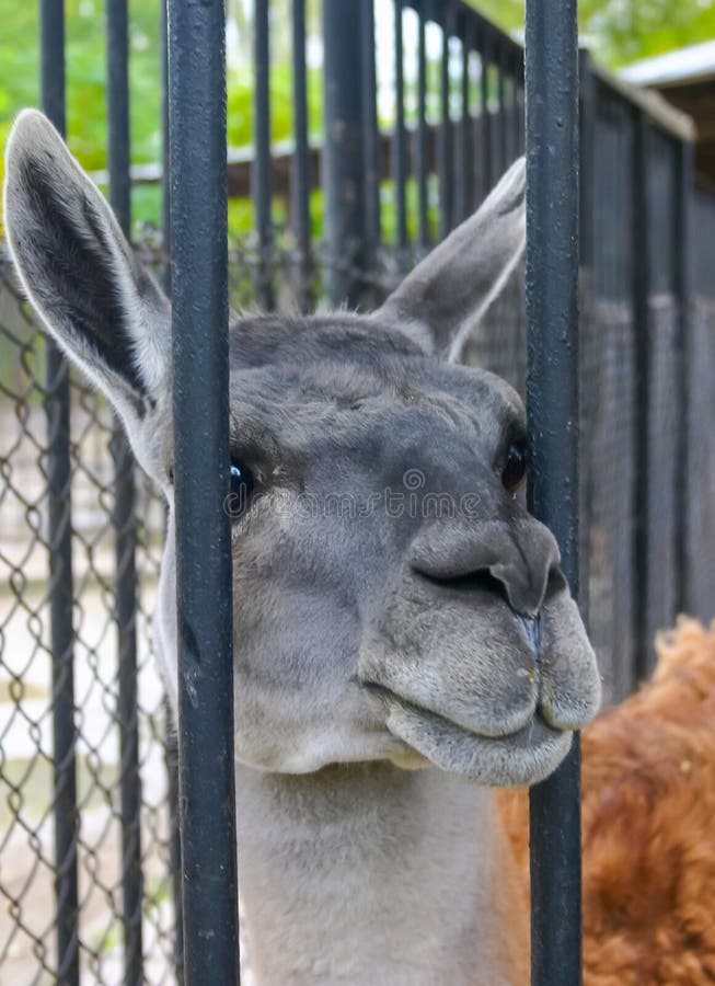 Close-up, Llama S Head between the Fence Bars in the Zoo Stock Photo ...