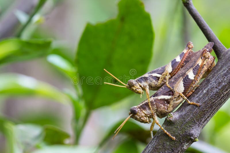 Close up locust breeding stock image. Image of breeding - 55218223