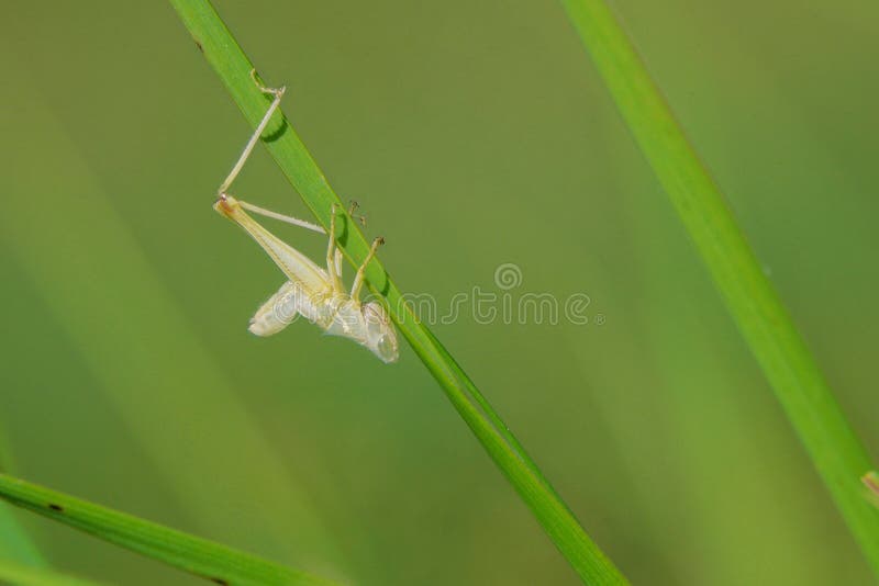 Locust exuviae stock photo. Image of slough, bugs, locust - 254905932