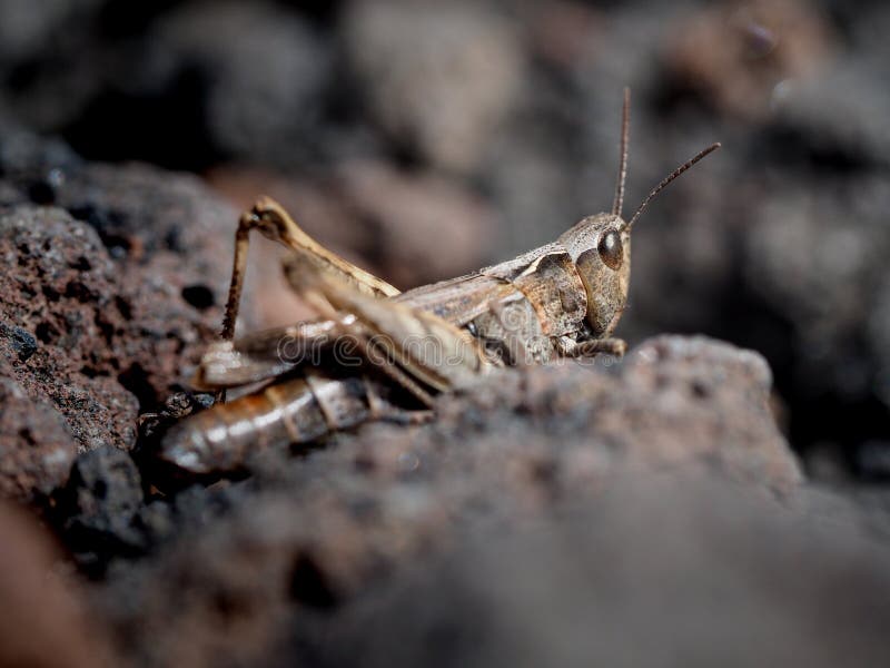 Close-up of locust stock photo. Image of cute, view, swarm - 97486118