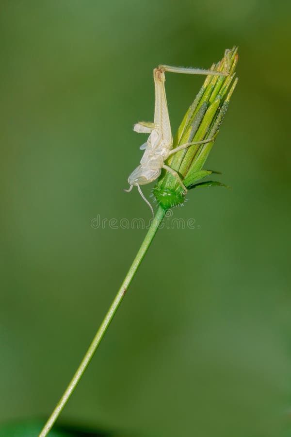 Locust slough stock image. Image of natural, wildlife - 254906009
