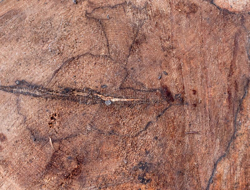 Close up of log stock photo. Image of natural, wallpaper - 105595372