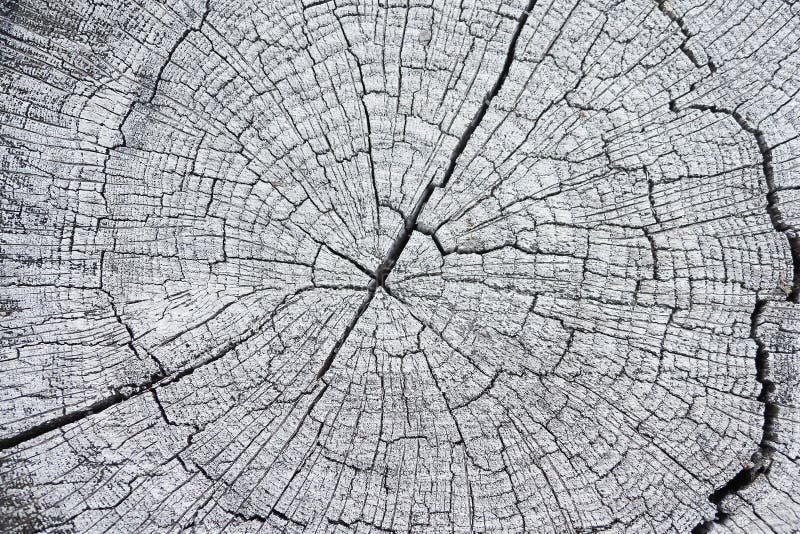 A Large Fragment of the Log Cut Texture Covered with a Crack Stock ...